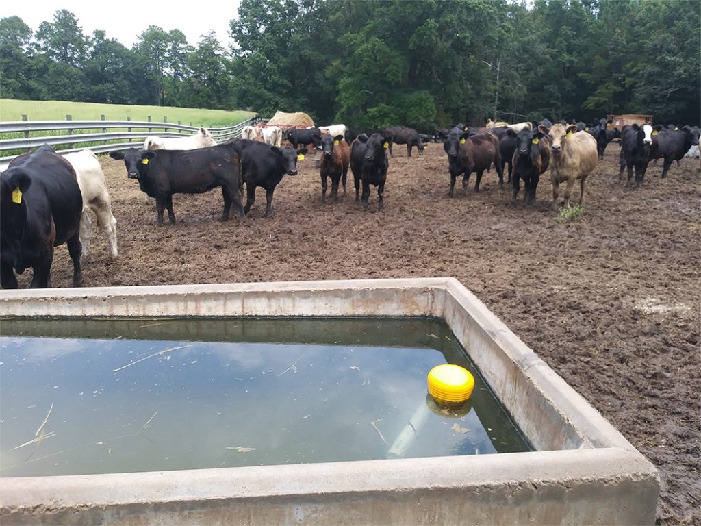 Water Trough Heated: Keeping Livestock Hydrated and Healthy - Best Heated